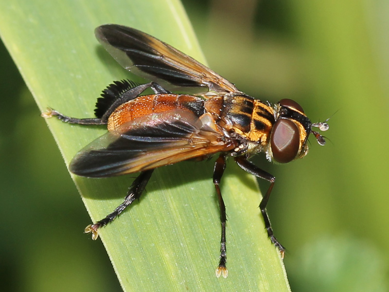 Trichopoda pennipes - (biodiversitats)