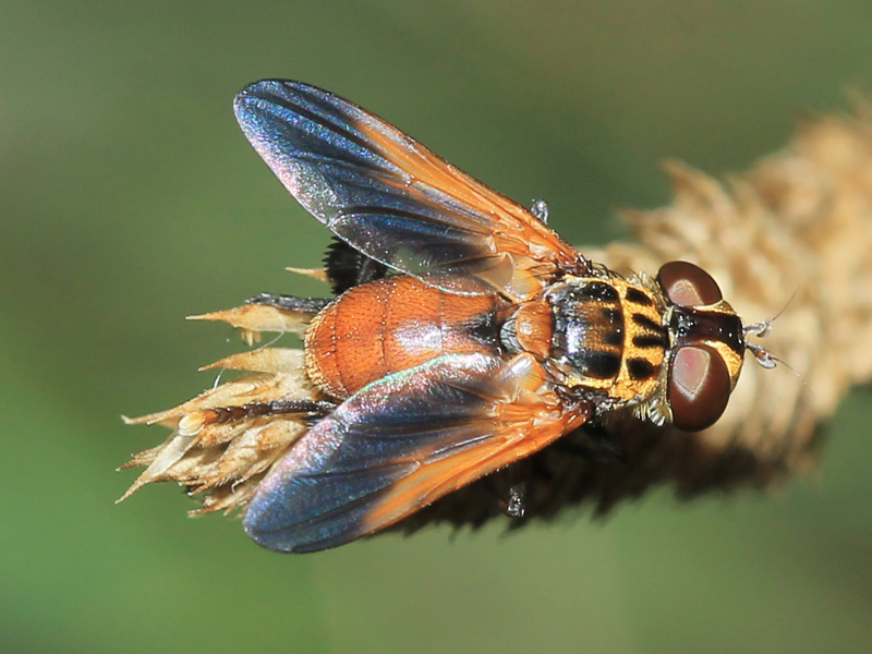 Trichopoda pennipes - (biodiversitats)
