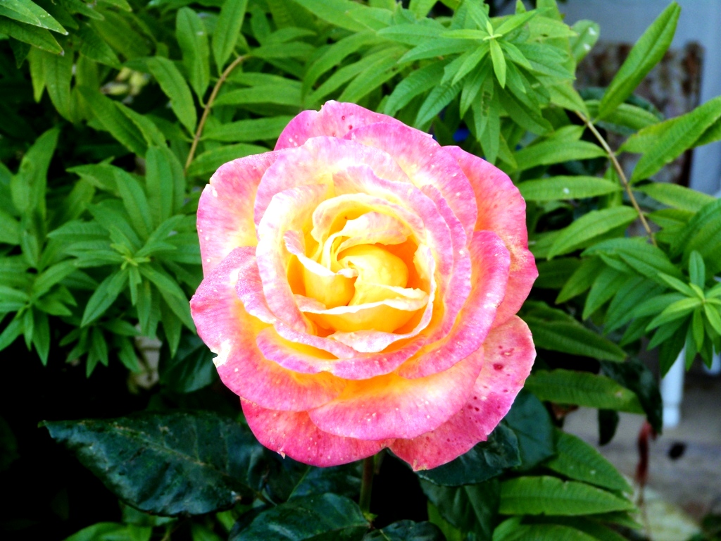 rosa alexandrina (i vulgarment rosa xalandrina): rosa de cent fulles ...