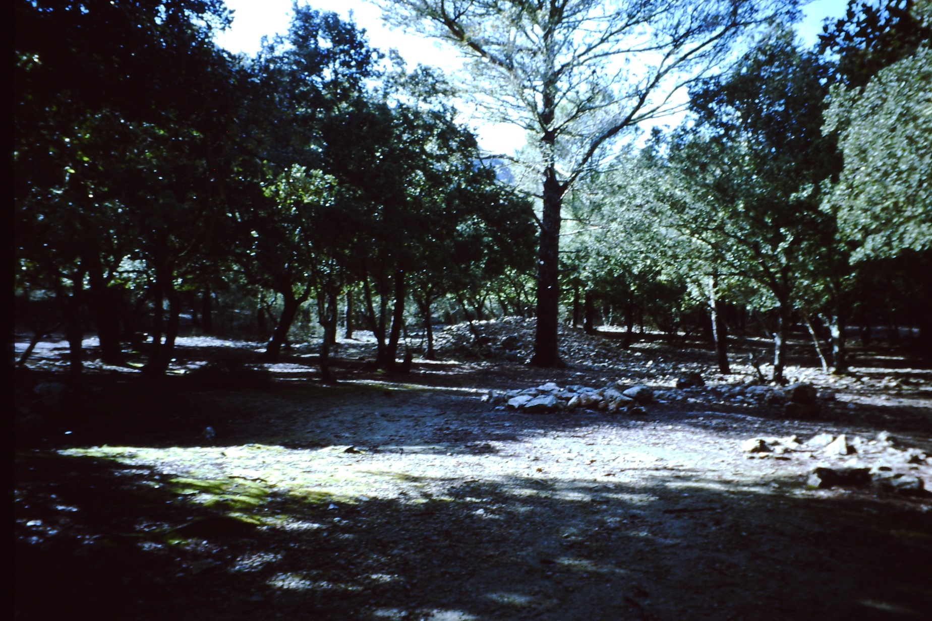 Somnis d’estiu ran de mar, de S’Arxiduc Lluís Salvador d’Àustria ...