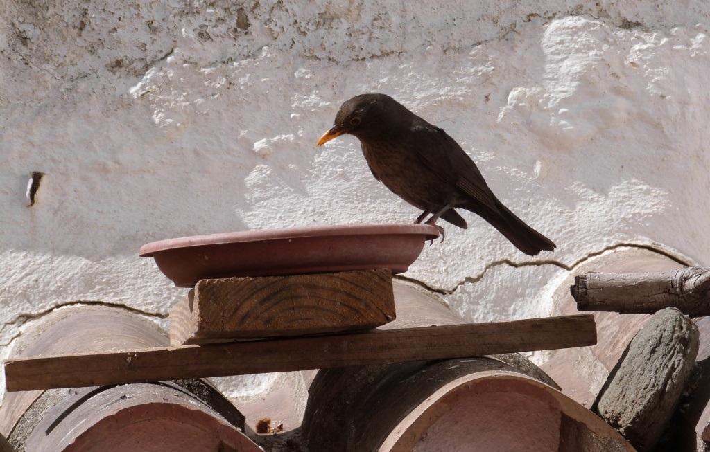 el plat sobre la teulada de teula - tempus fugit