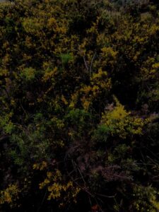 Oh, la flor de l’argelaga! - Solcades