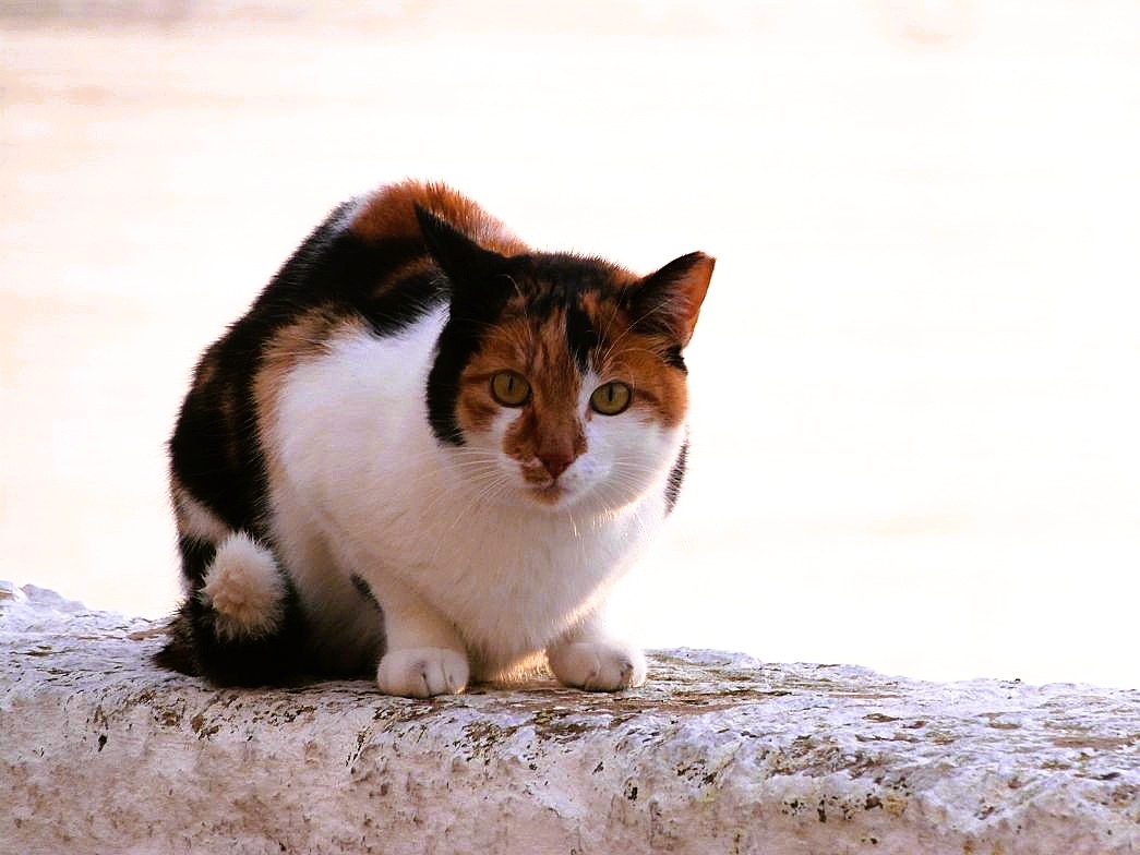 gat calicó - tempus fugit