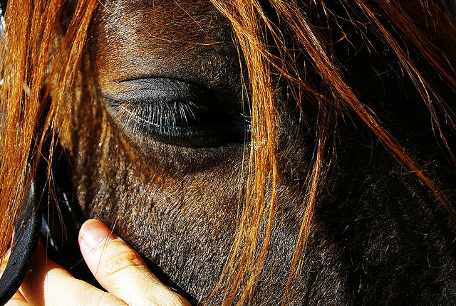 Osque! - Agafada al vol