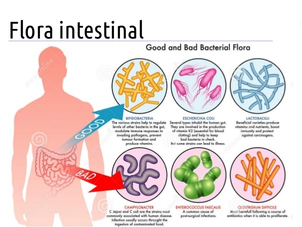 El nostre superorganisme simbiòtic. Jo també sóc els meus bacteris ...