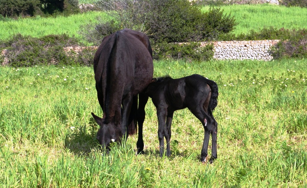 al poltre alletant - tempus fugit