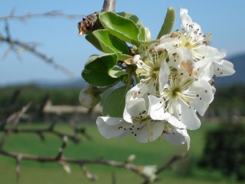 L’Atles Lingüístic del Domini Català, una obra de referència cultural ...